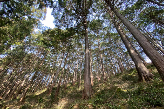 HINOKI – export | IWS